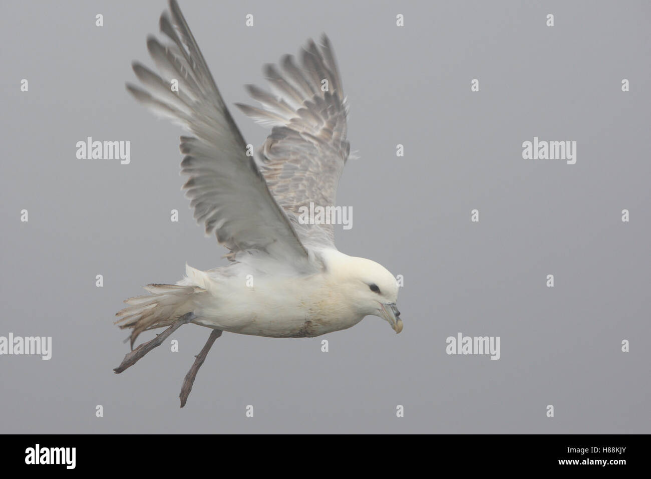 Northern Fulmar (Fulmarus glacialis) flying in mist, Latrabjarg Cliff ...