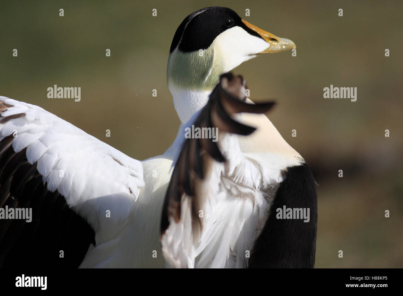 Common Eider (Somateria mollissima) male stretching his wings, Iceland ...