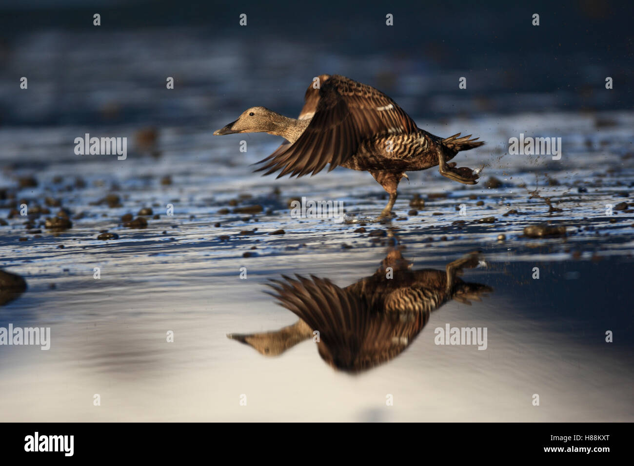 Common Eider (Somateria mollissima) female taking flight, West Fjords ...