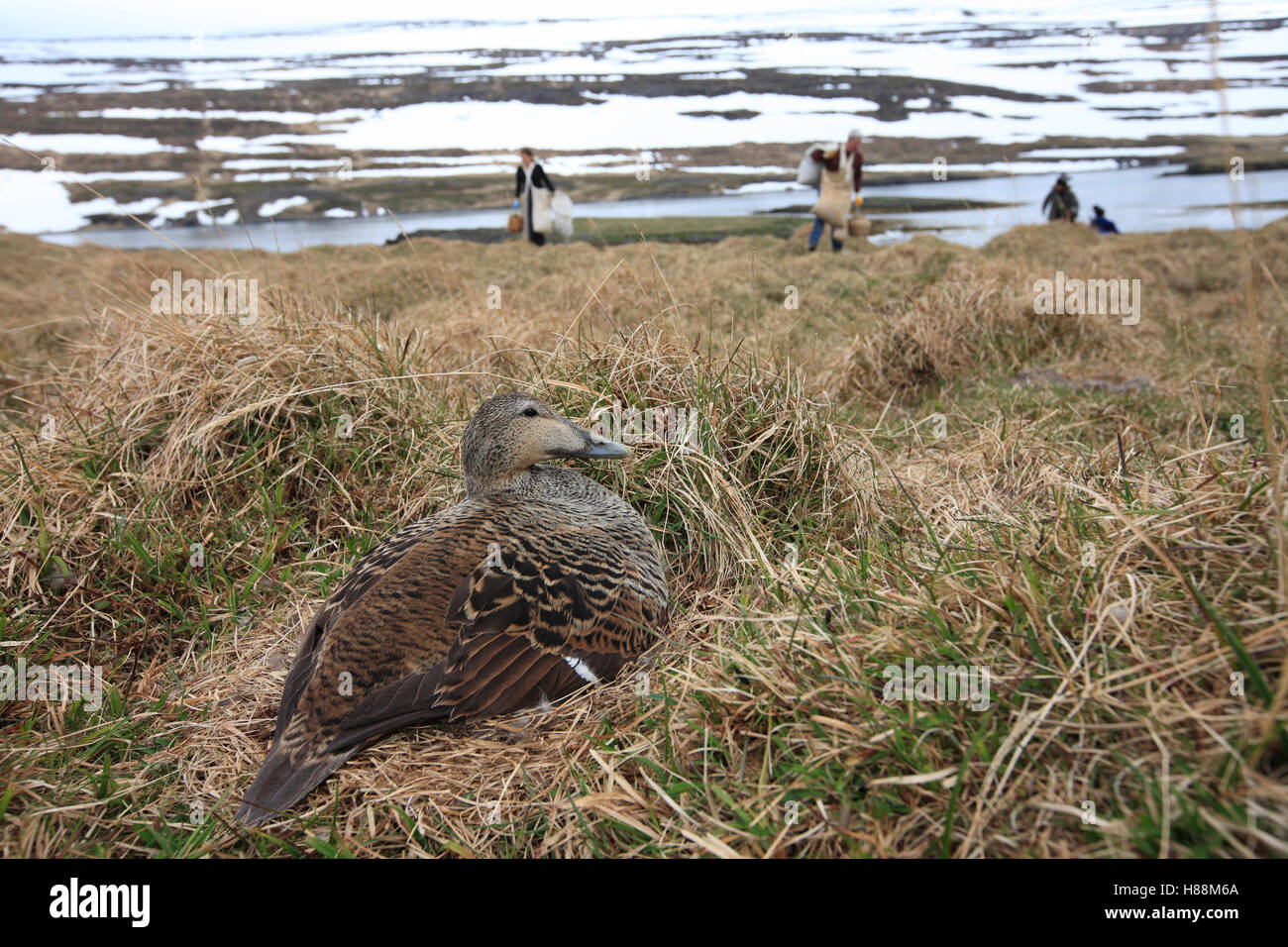 Common Eider (Somateria mollissima) female sitting on the nest during ...