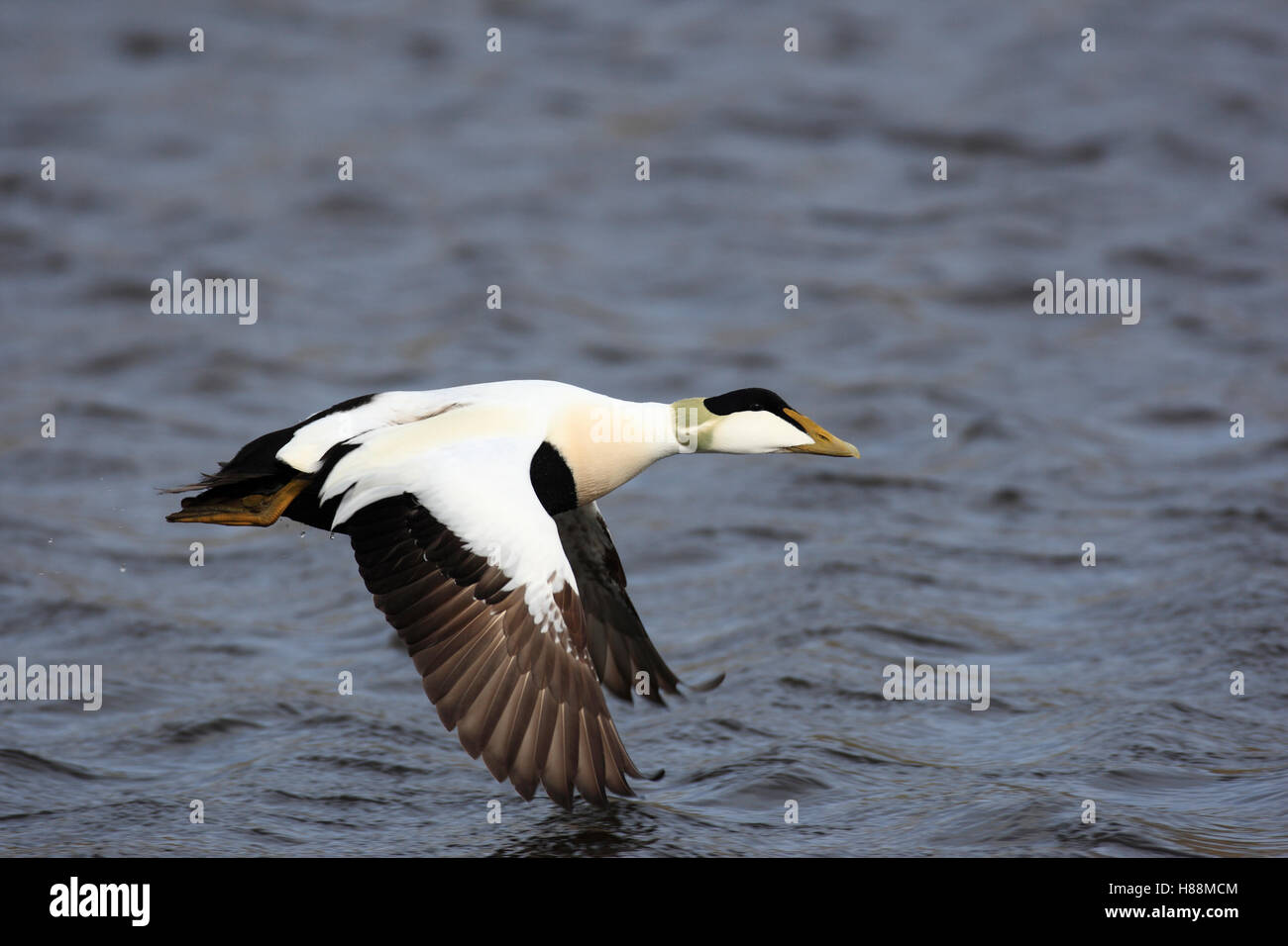 Common Eider (Somateria mollissima) male flying, Iceland Stock Photo ...