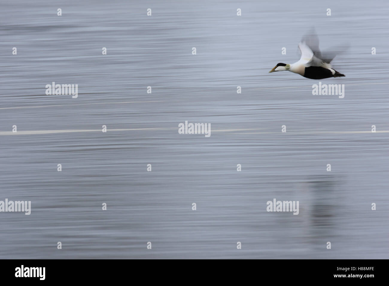 Common Eider (Somateria mollissima) male flying, Iceland Stock Photo ...