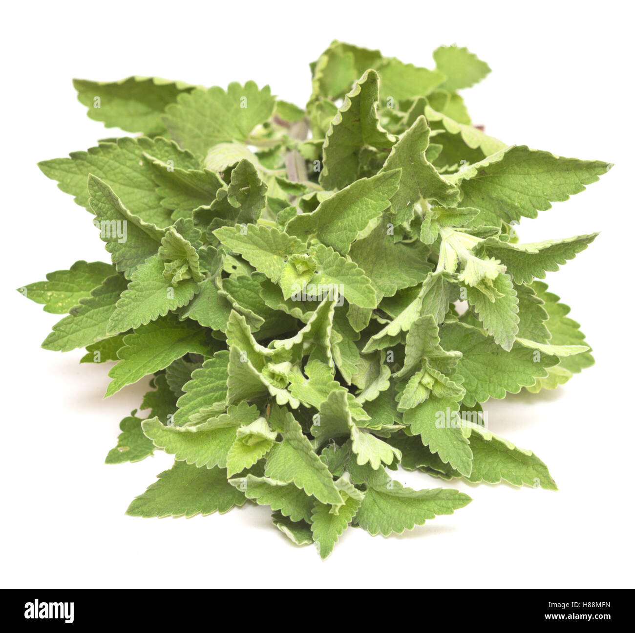 fresh melissa isolated on white background Stock Photo - Alamy