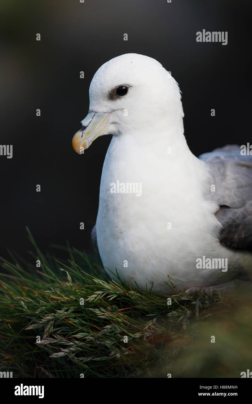 Northern Fulmar (Fulmarus glacialis) sitting on nest, Latrabjarg Cliff ...