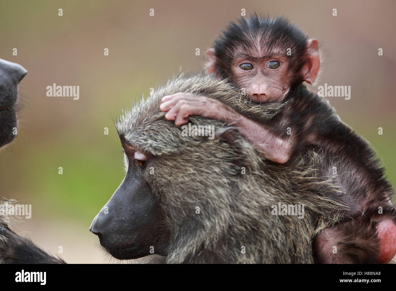 Olive Baboon (Papio anubis) baby on mother's head, Gombe National Park ...