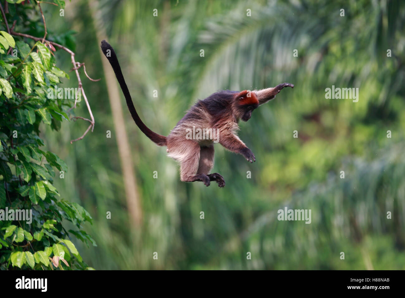 Western Red Colobus (Procolobus badius) male jumping from tree to tree ...