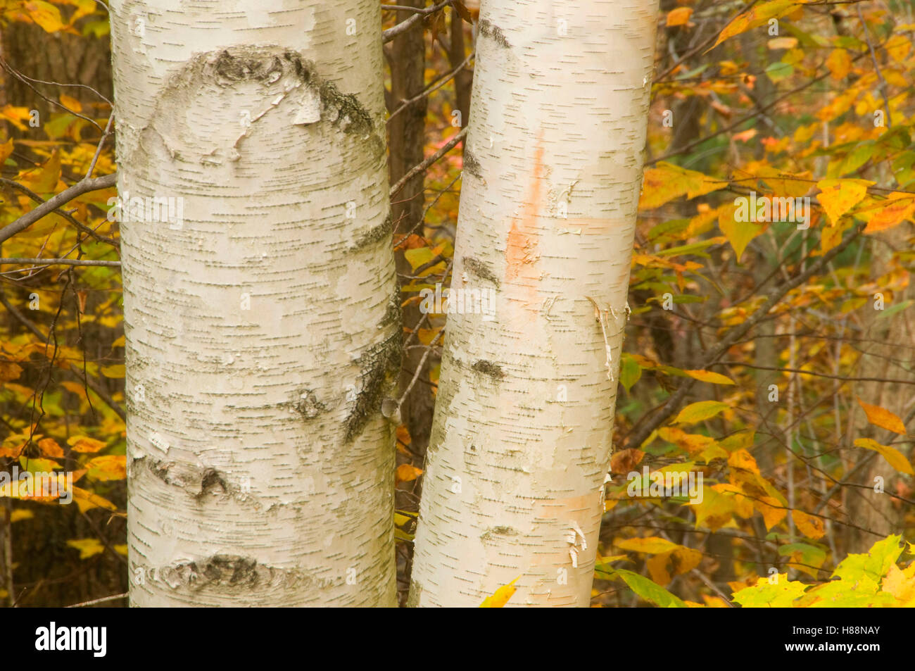 Birch trunks, Windham Rail Trail, New Hampshire Stock Photo - Alamy