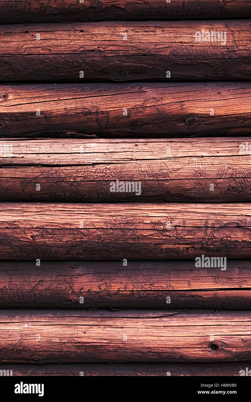 Wooden logs with a groove and hole structure made by insects Stock ...
