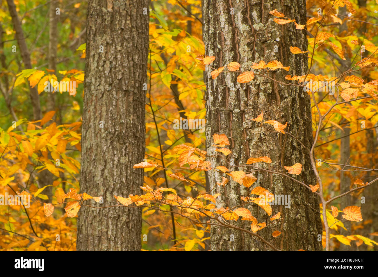 Forest trunks, Windham Rail Trail, New Hampshire Stock Photo - Alamy