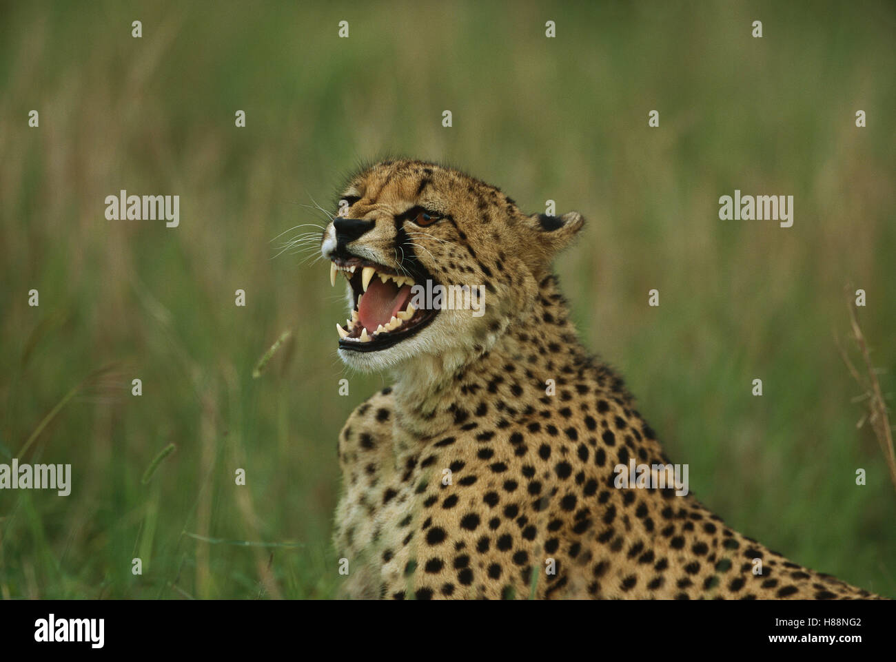 Cheetah (Acinonyx jubatus) female snarling at male, summer time, Phinda ...