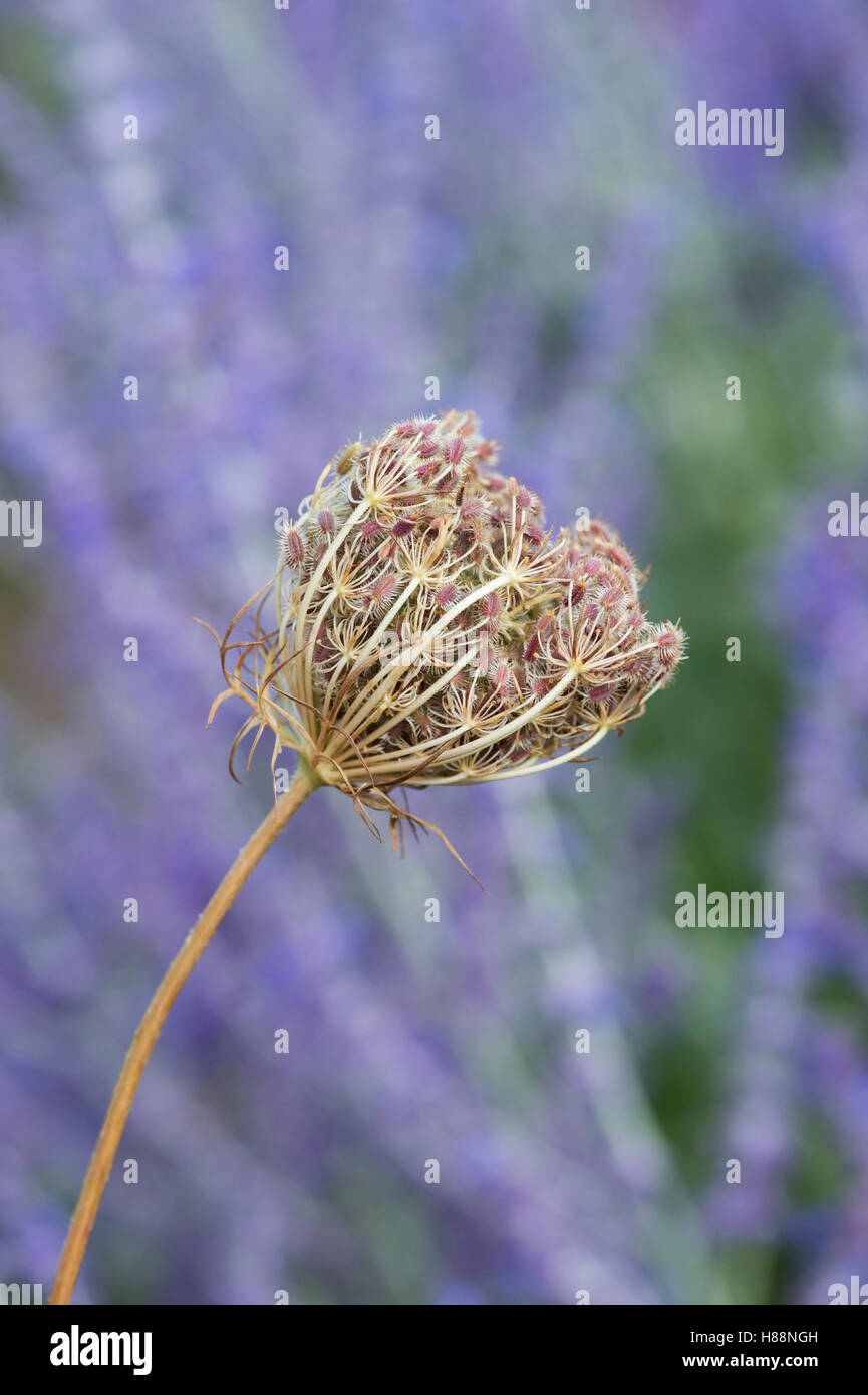 Daucus carota. Wild carrot fruit cluster containing oval fruits with ...