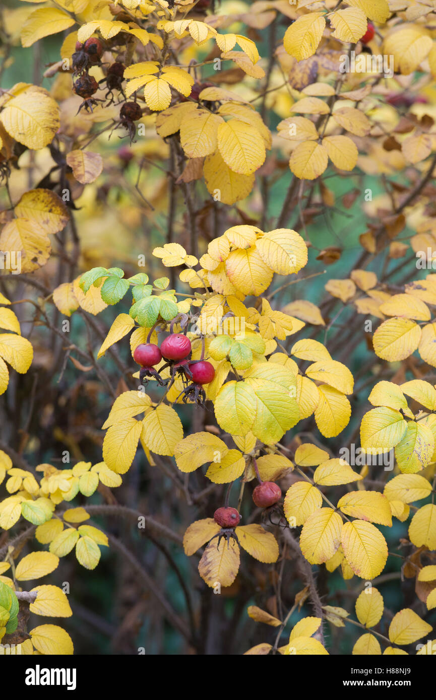 Rose hips on a bush in autumn in the english countryside Stock Photo ...