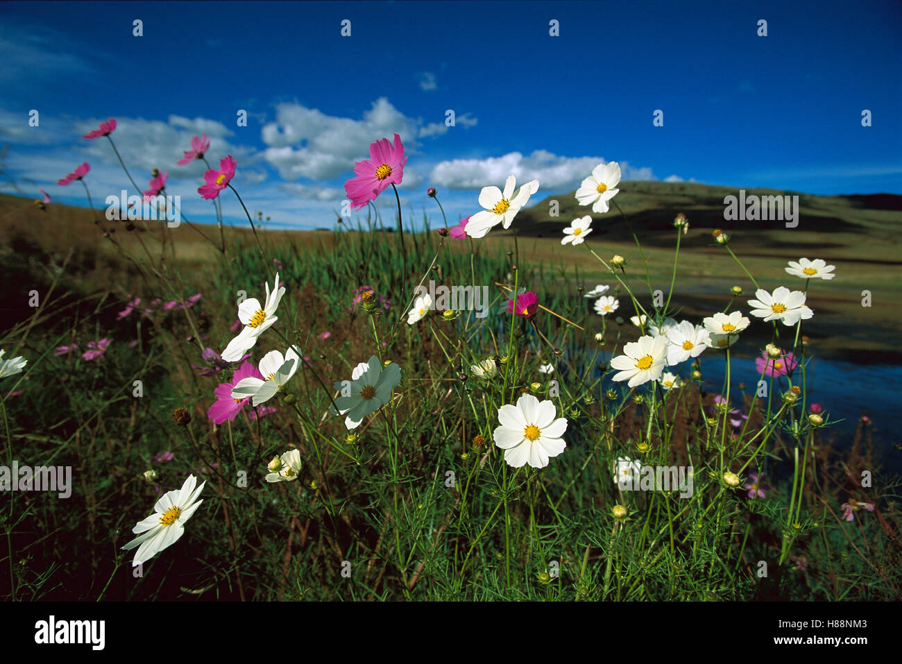 Garden Cosmos (Cosmos bipinnatus), Mpumalanga Highveld, South Africa ...