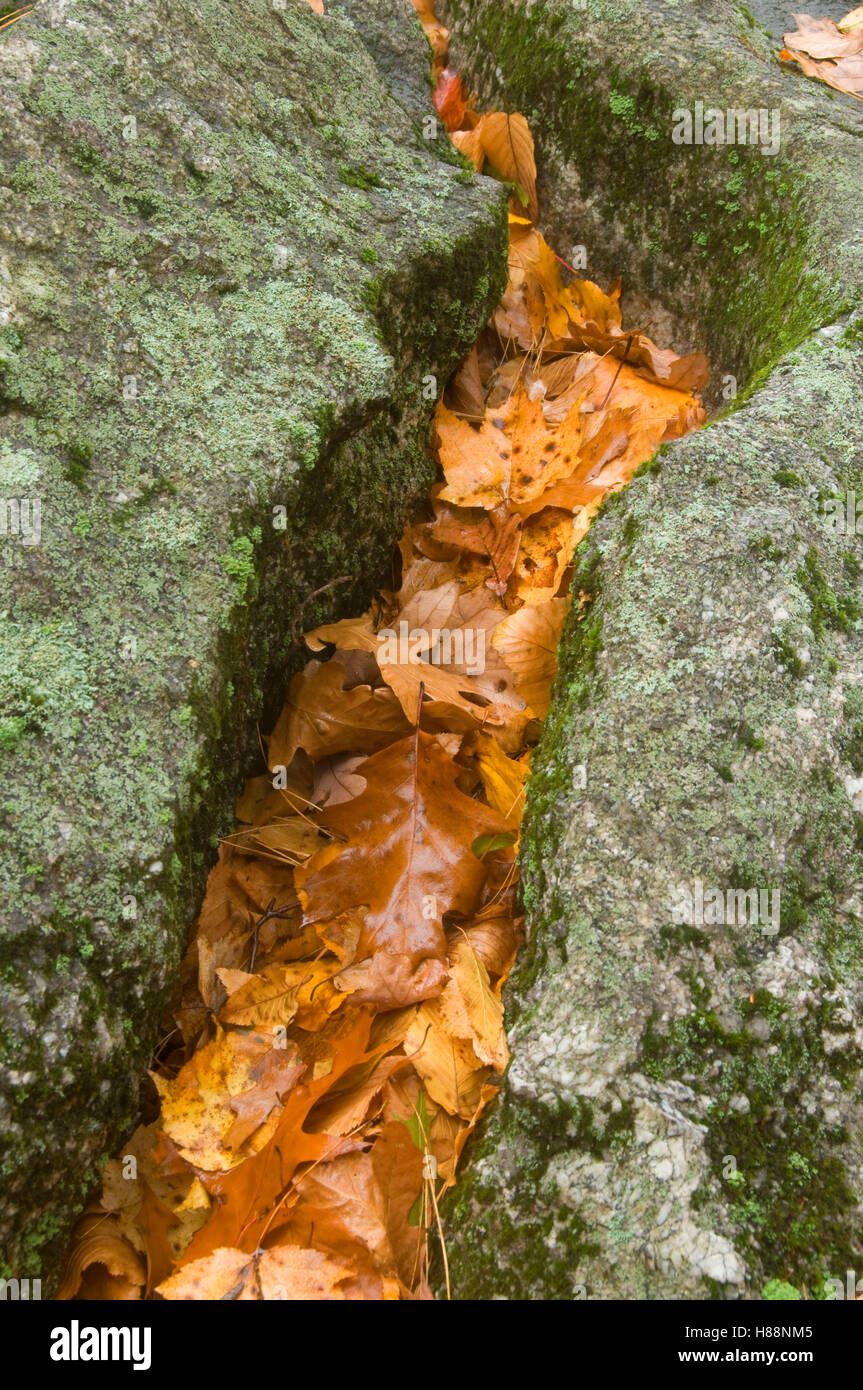 Rock outcrop along Woodland Loop, Manchester Cedar Swamp Preserve, New ...