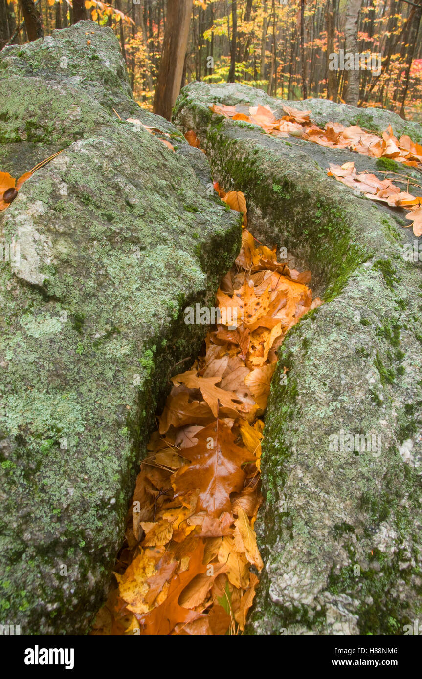 Rock outcrop along Woodland Loop, Manchester Cedar Swamp Preserve, New ...