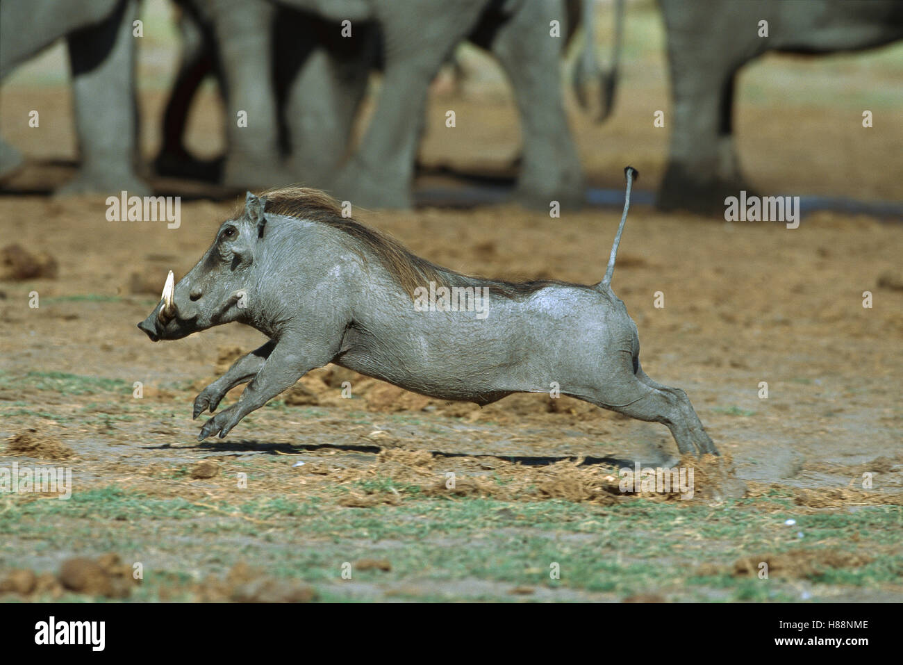 Warthog (Phacochoerus africanus) male running, Chobe National Park ...