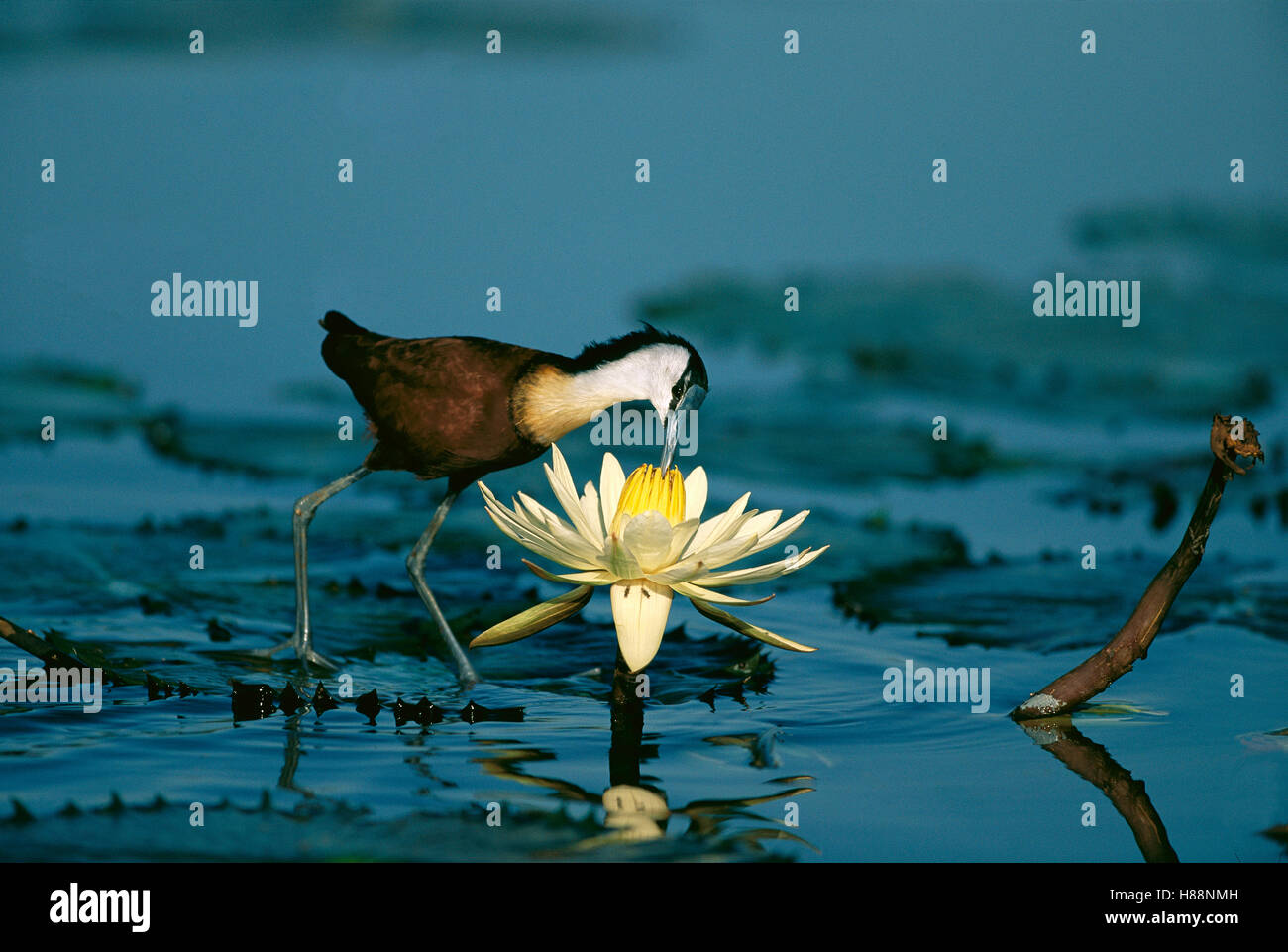 Northern Jacana (Jacana spinosa) in water with flower, Phinda Game ...