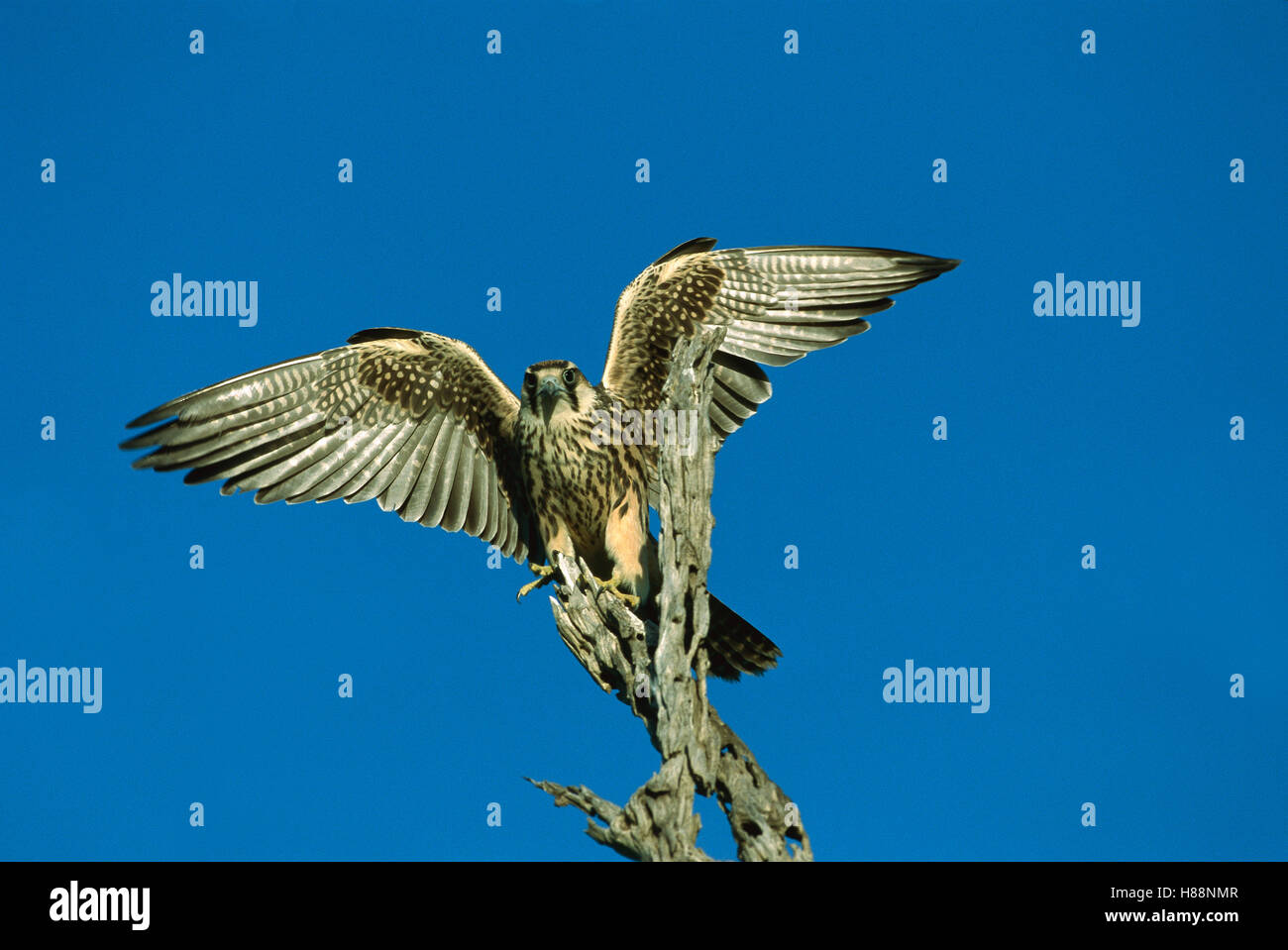 Lanner Falcon (Falco biarmicus) with wings spread, summer, Chobe ...