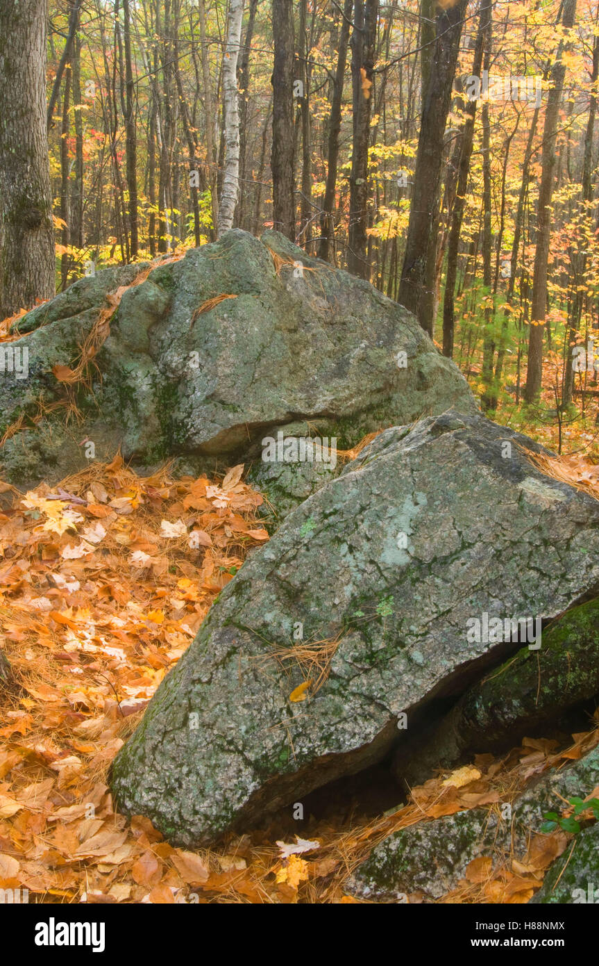 Rock outcrop along Woodland Loop, Manchester Cedar Swamp Preserve, New ...