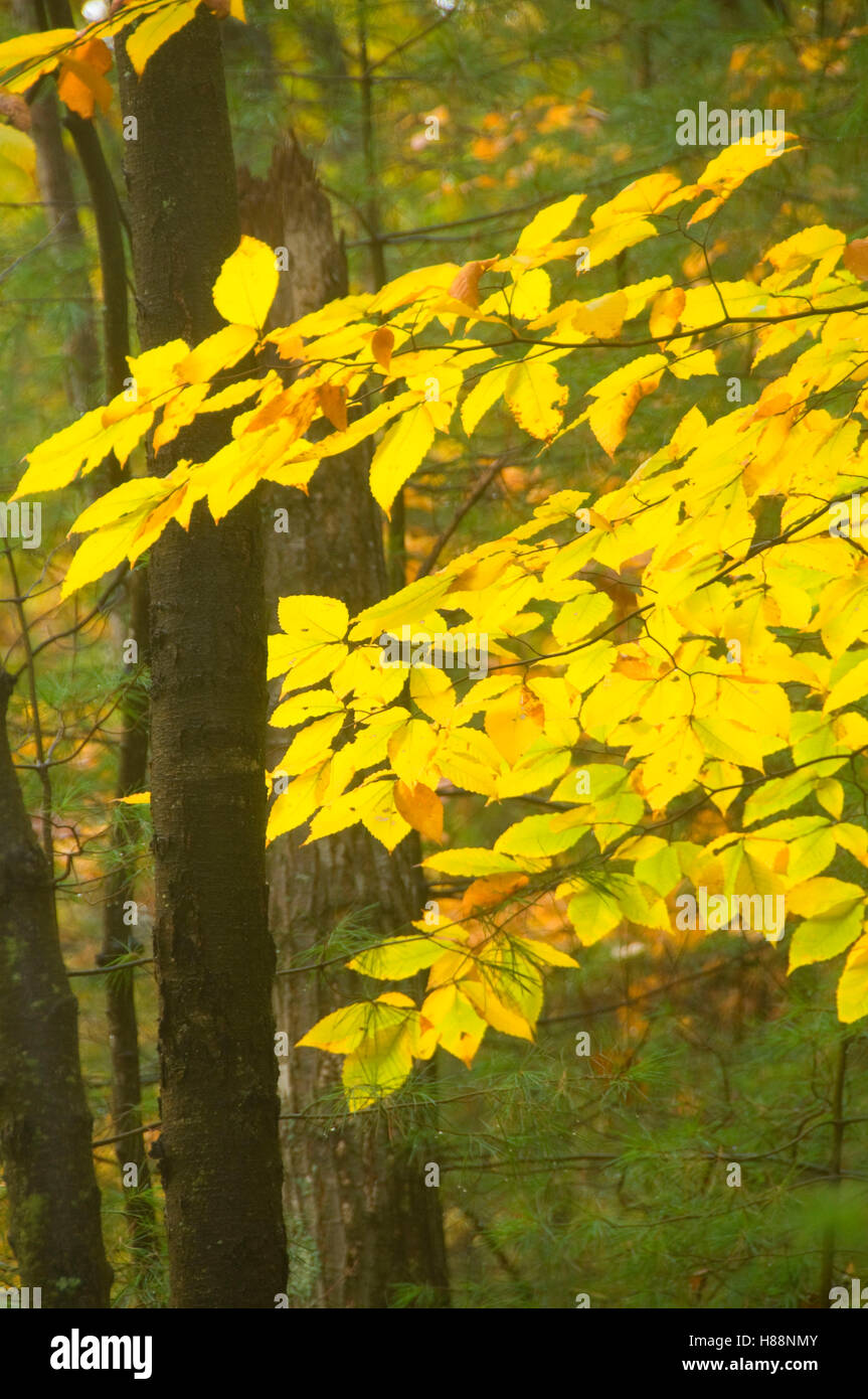 Forest along Woodland Loop, Manchester Cedar Swamp Preserve, New ...