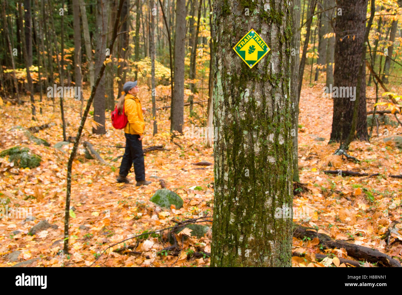 Woodland Loop, Manchester Cedar Swamp Preserve, New Hampshire Stock ...