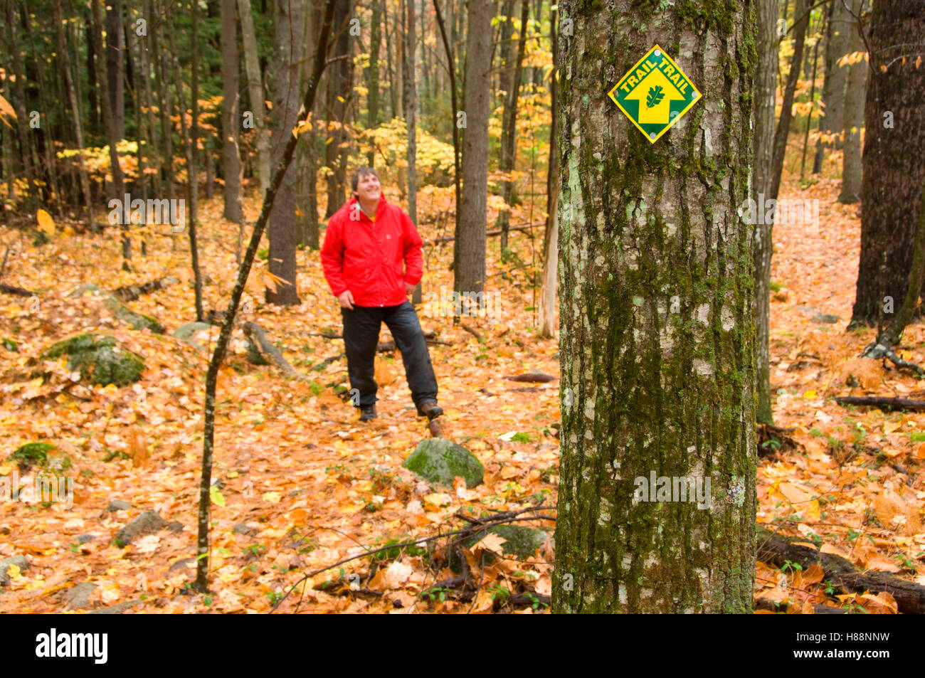 Cedar swamp trail hi-res stock photography and images - Alamy