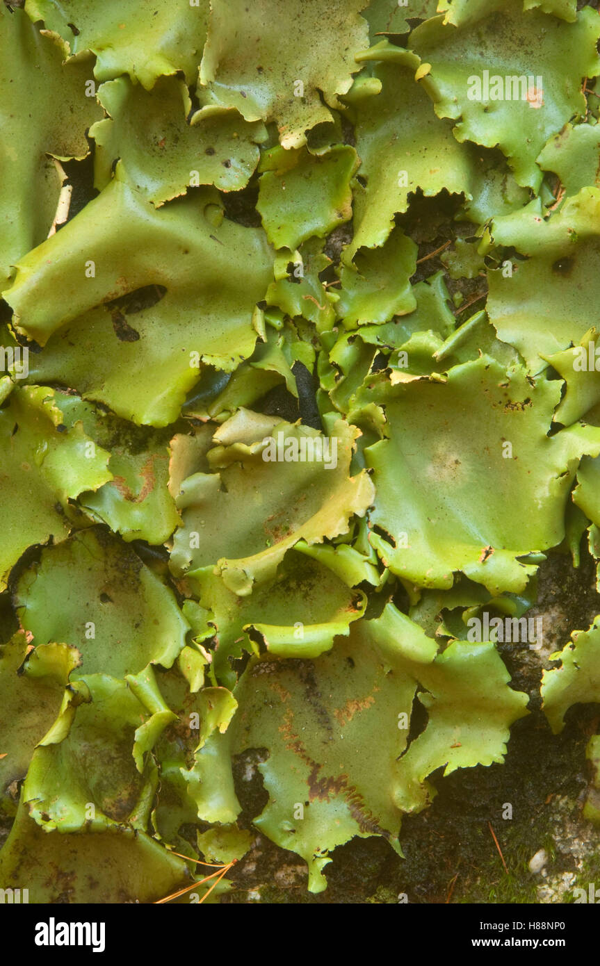 Cedar swamp trail hi-res stock photography and images - Alamy
