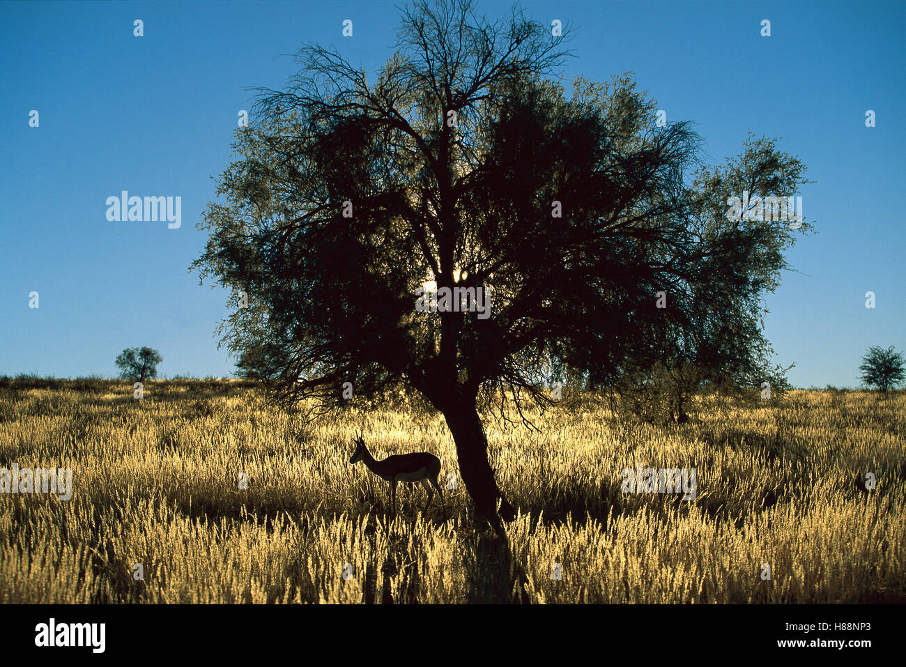 Springbok (Antidorcas marsupialis) grazing under tree, Kalahari Gemsbok ...