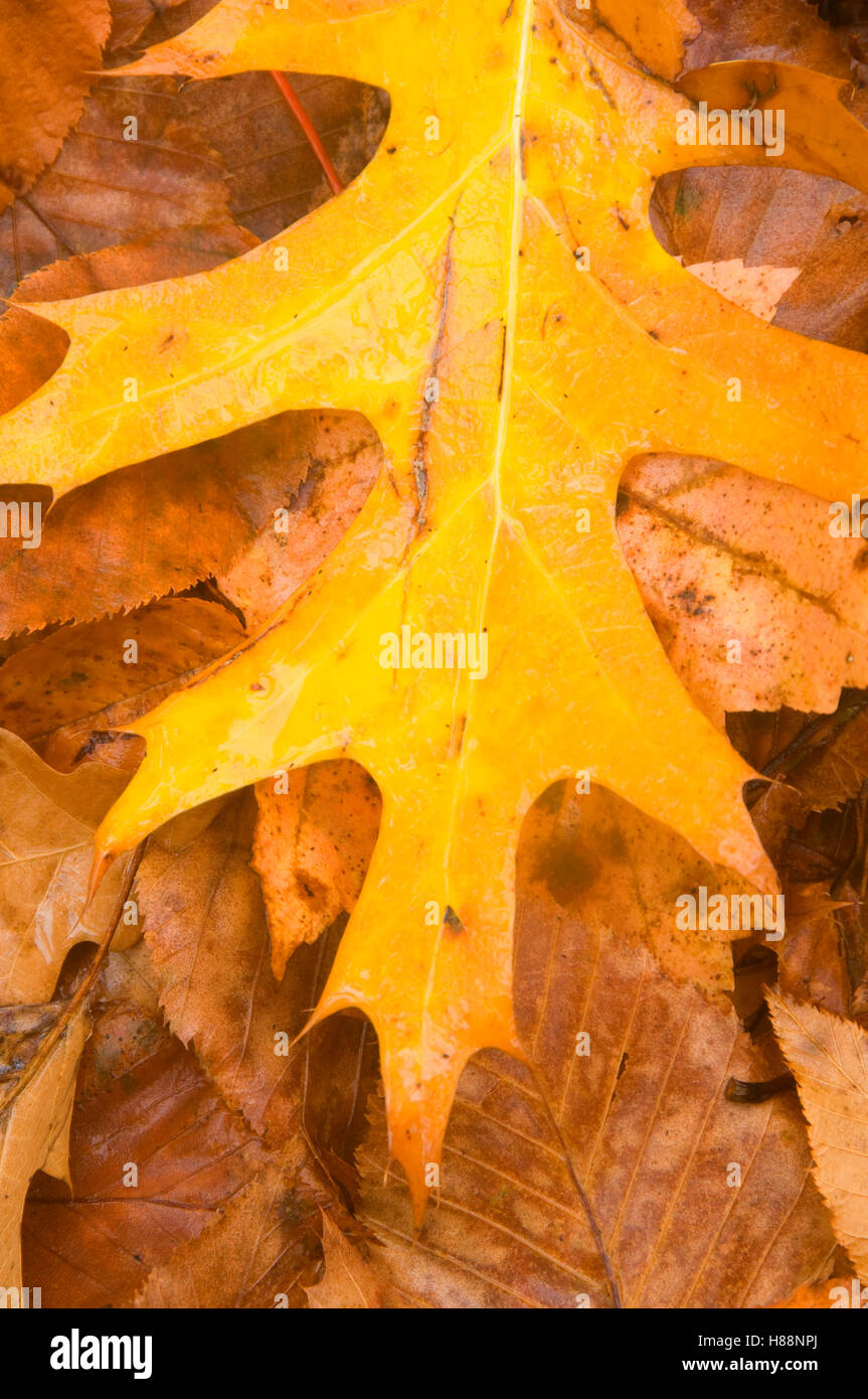 Oak leaf, Manchester Cedar Swamp Preserve, New Hampshire Stock Photo ...