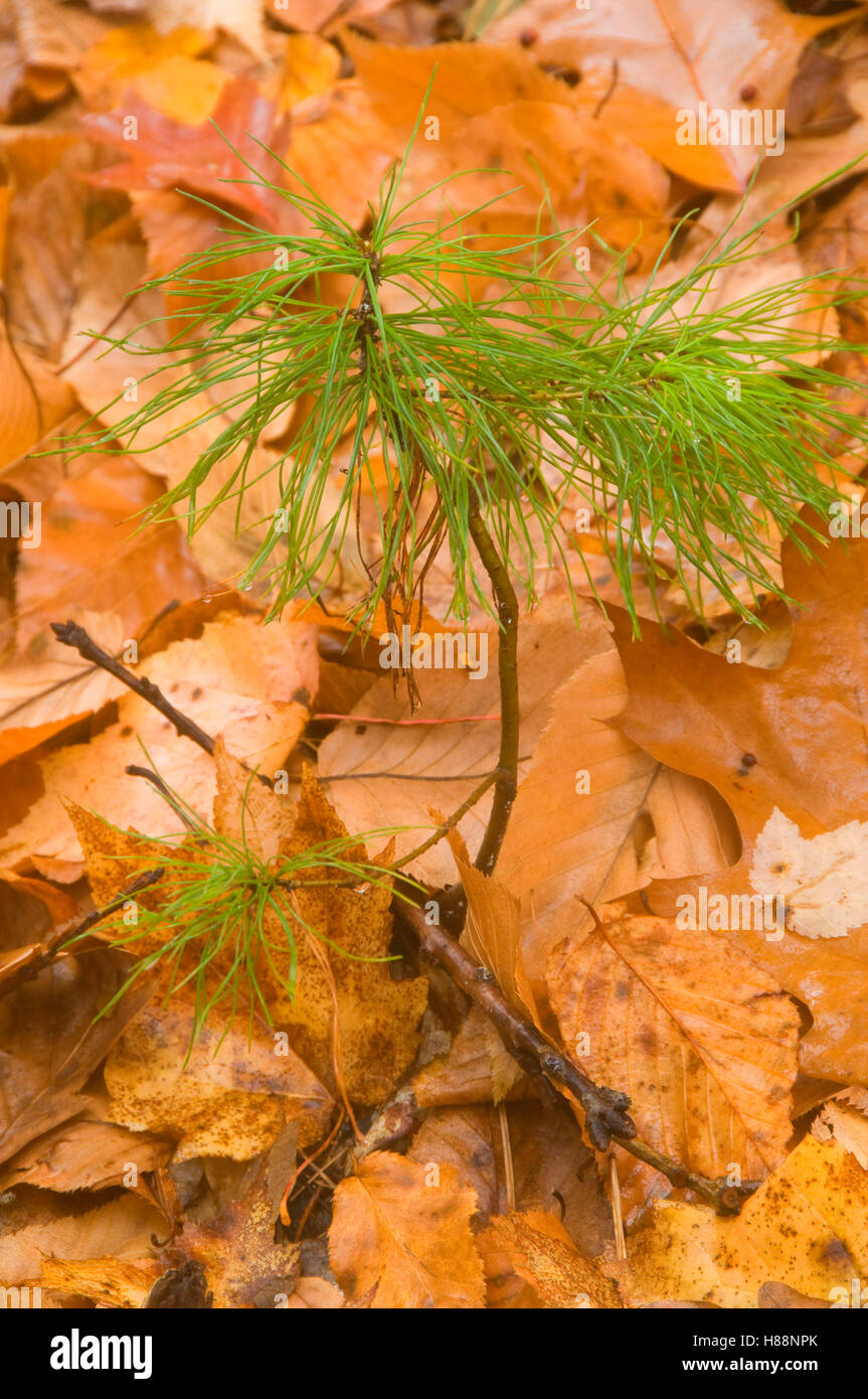 White pine seedling, Manchester Cedar Swamp Preserve, New Hampshire ...