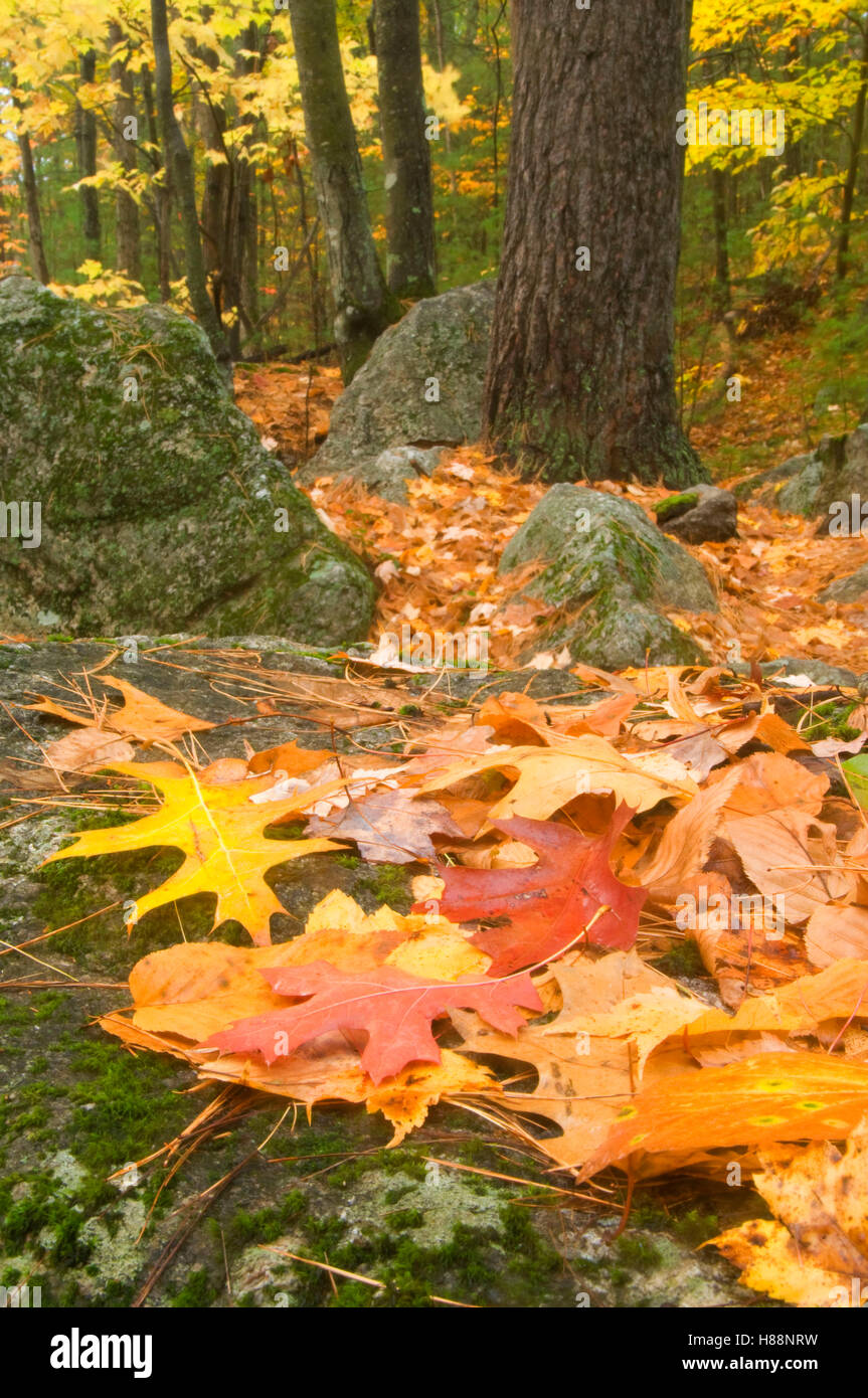 Forest with autumn leaves along Woodland Loop, Manchester Cedar Swamp ...
