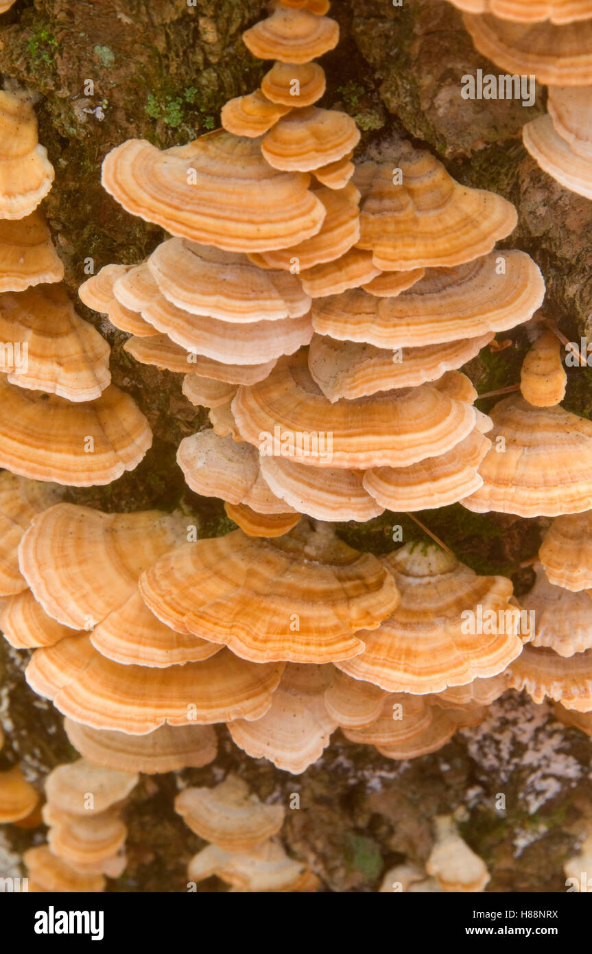 Fungi, Manchester Cedar Swamp Preserve, New Hampshire Stock Photo - Alamy