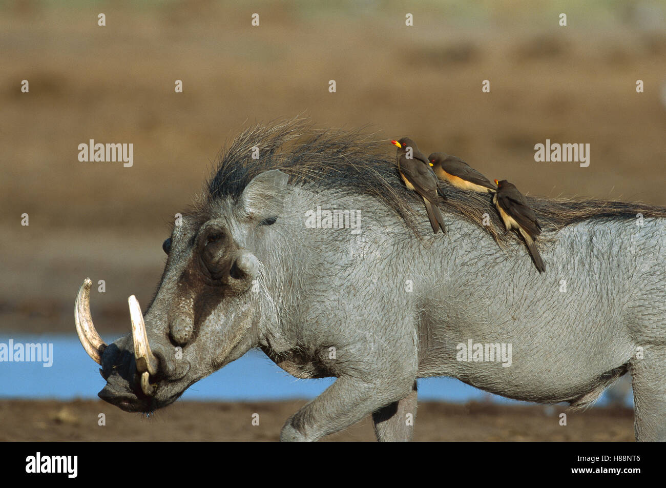 Warthog (Phacochoerus africanus) male with Yellow-billed Oxpecker ...