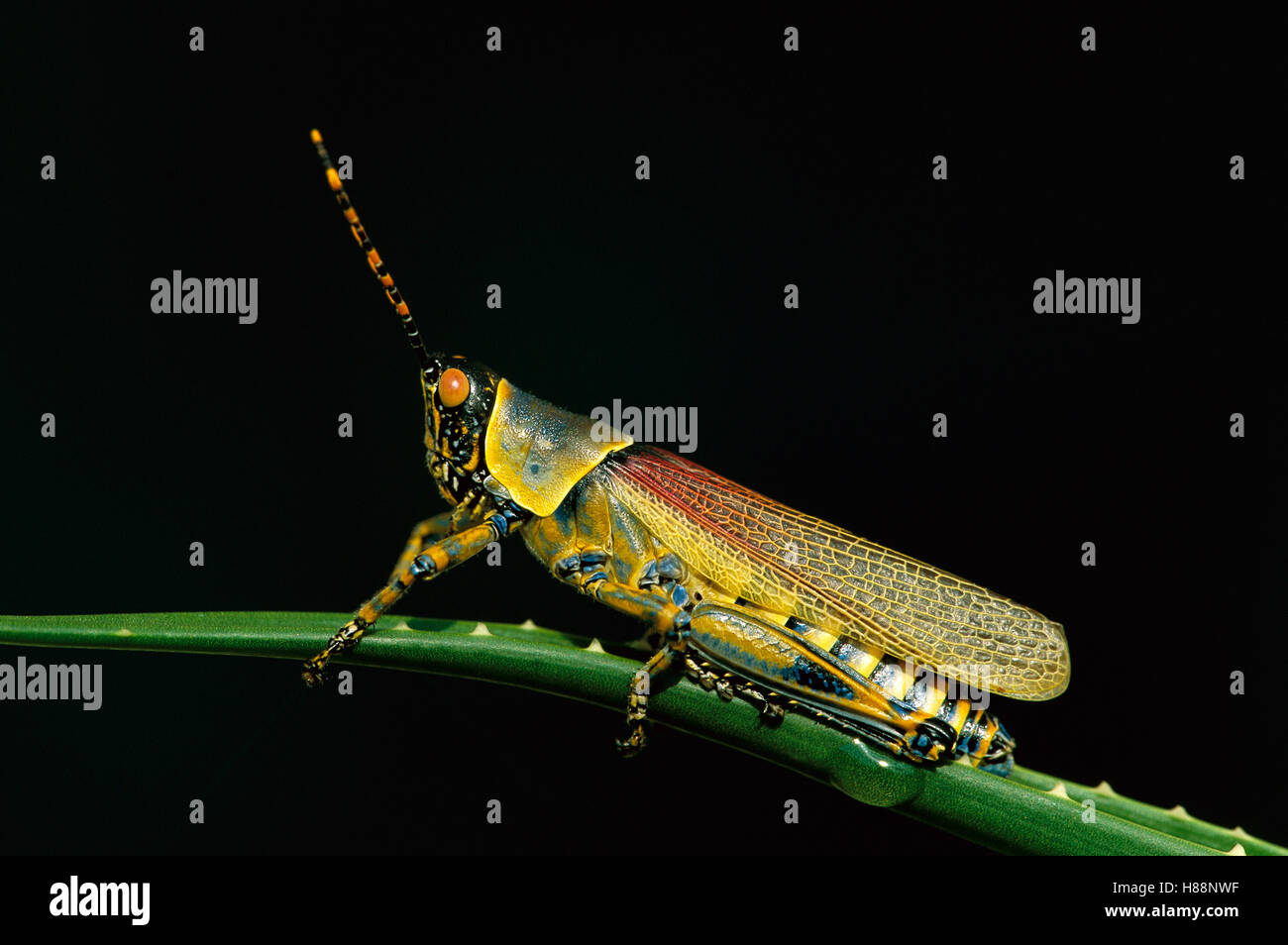 Elegant Grasshopper (Dichromorpha elegans) profile, side view, South ...