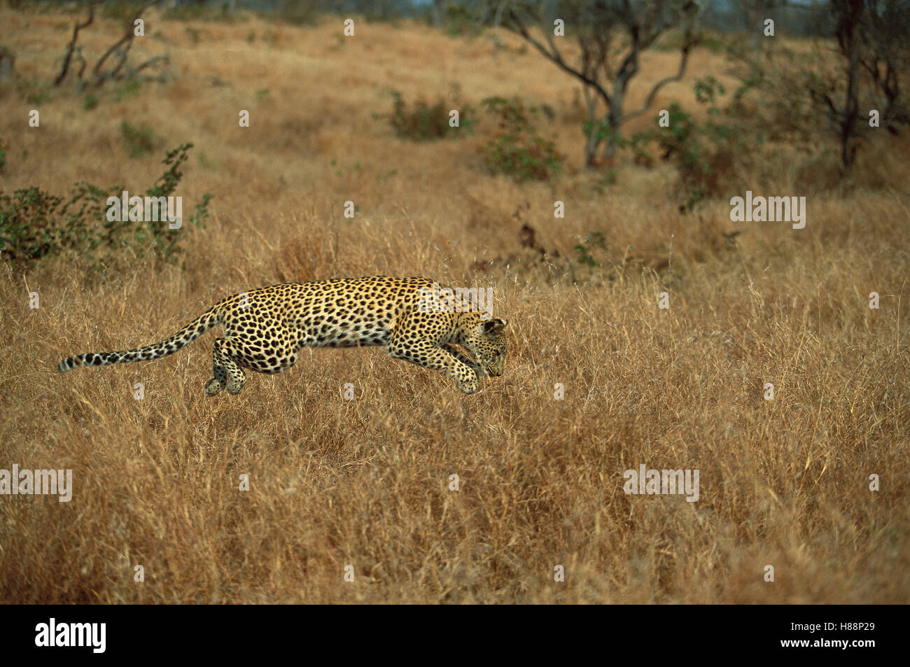 Leopard (Panthera pardus) adult pouncing on a Mouse in the grass ...
