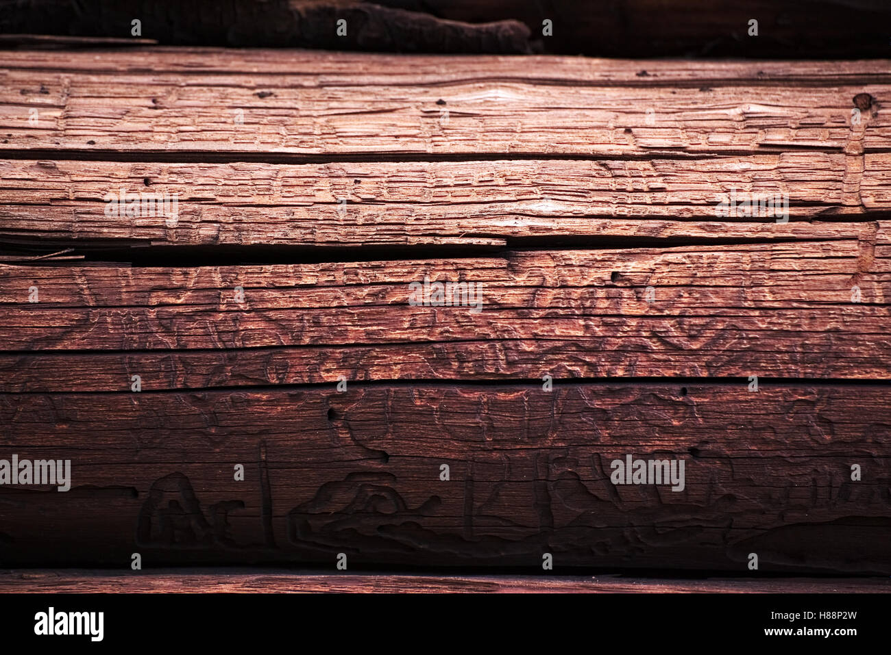 Wooden logs with a groove and hole structure made by insects Stock ...