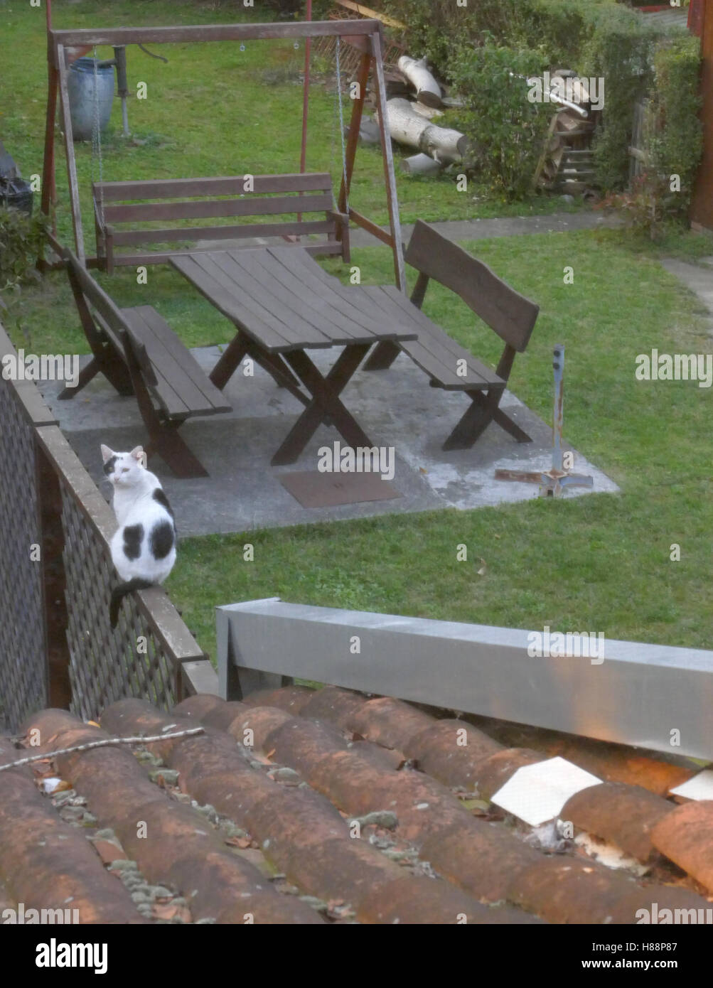 A black and white cat sitting and watching Stock Photo - Alamy