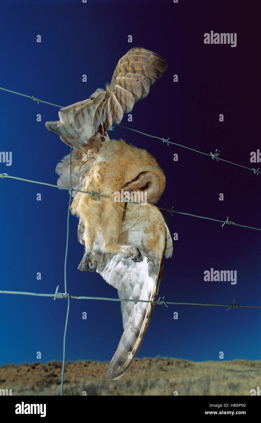 Barn Owl (Tyto alba) dead, entangled in barbed wire fence, Kalahari ...