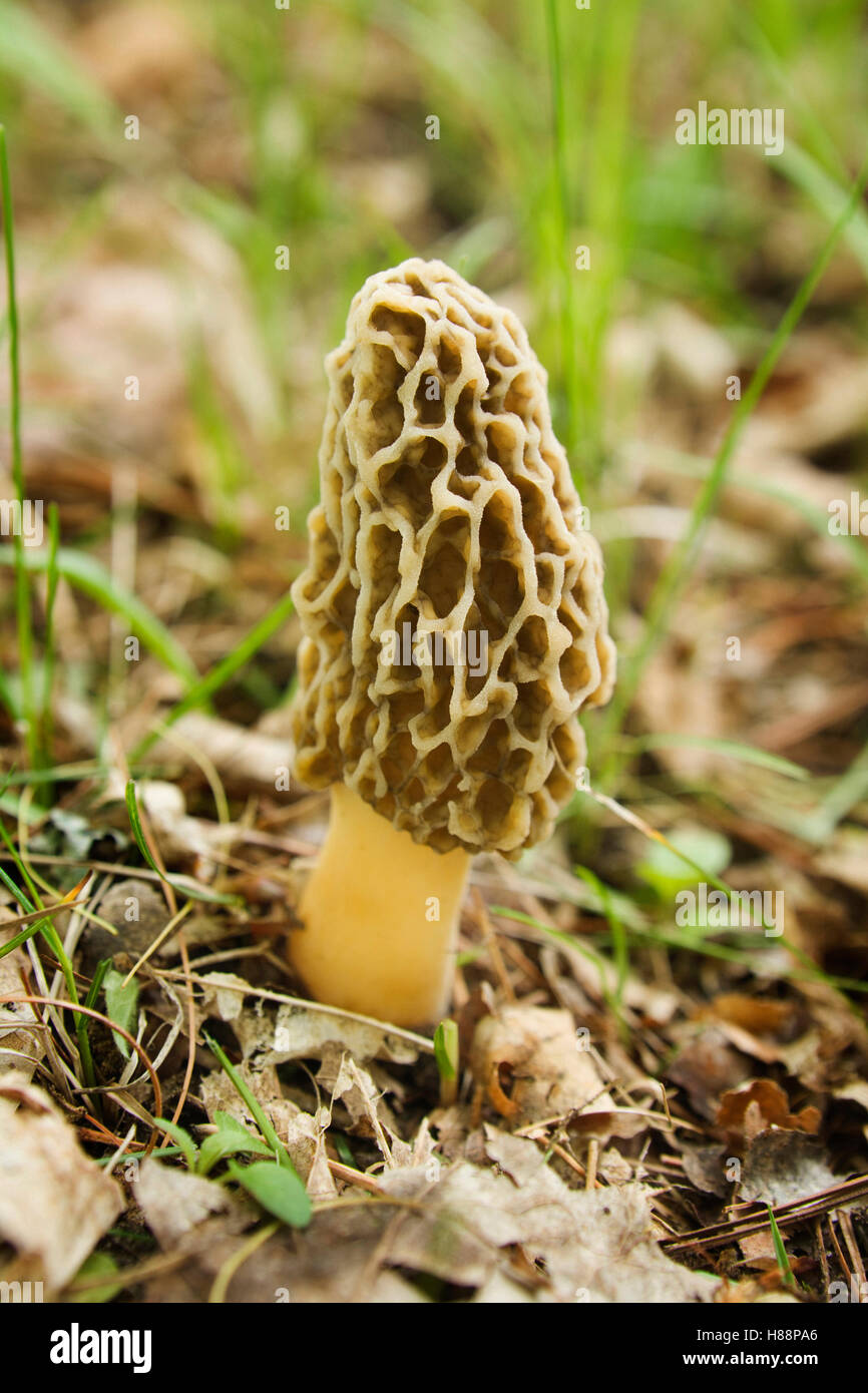Wild morel mushroom Stock Photo - Alamy