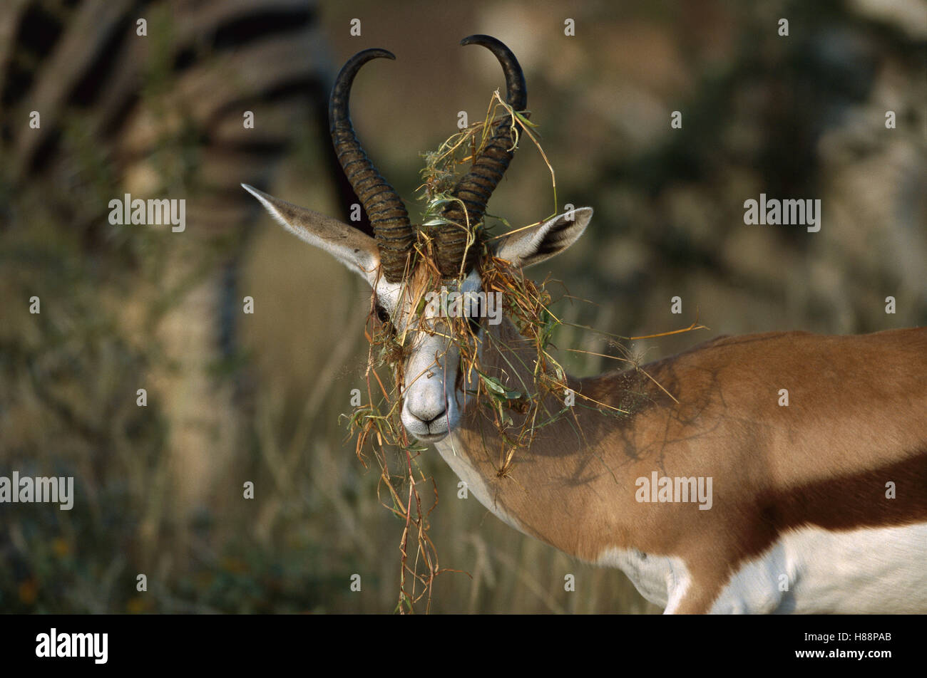 Springbok (Antidorcas marsupialis) adult male with grass tangled around ...