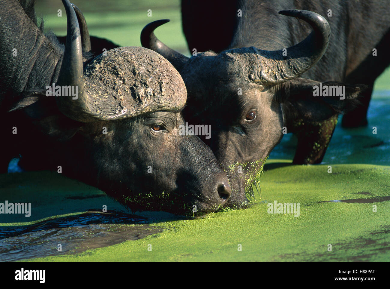Cape Buffalo (Syncerus caffer) two adults drinking at water hole ...
