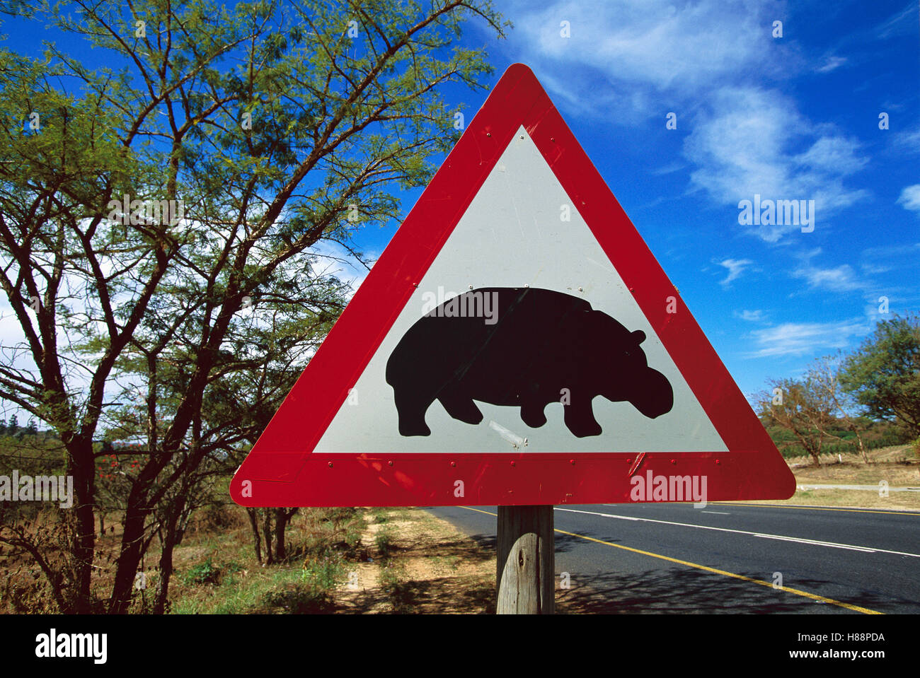 Hippopotamus (Hippopotamus amphibius) warning sign along road near ...