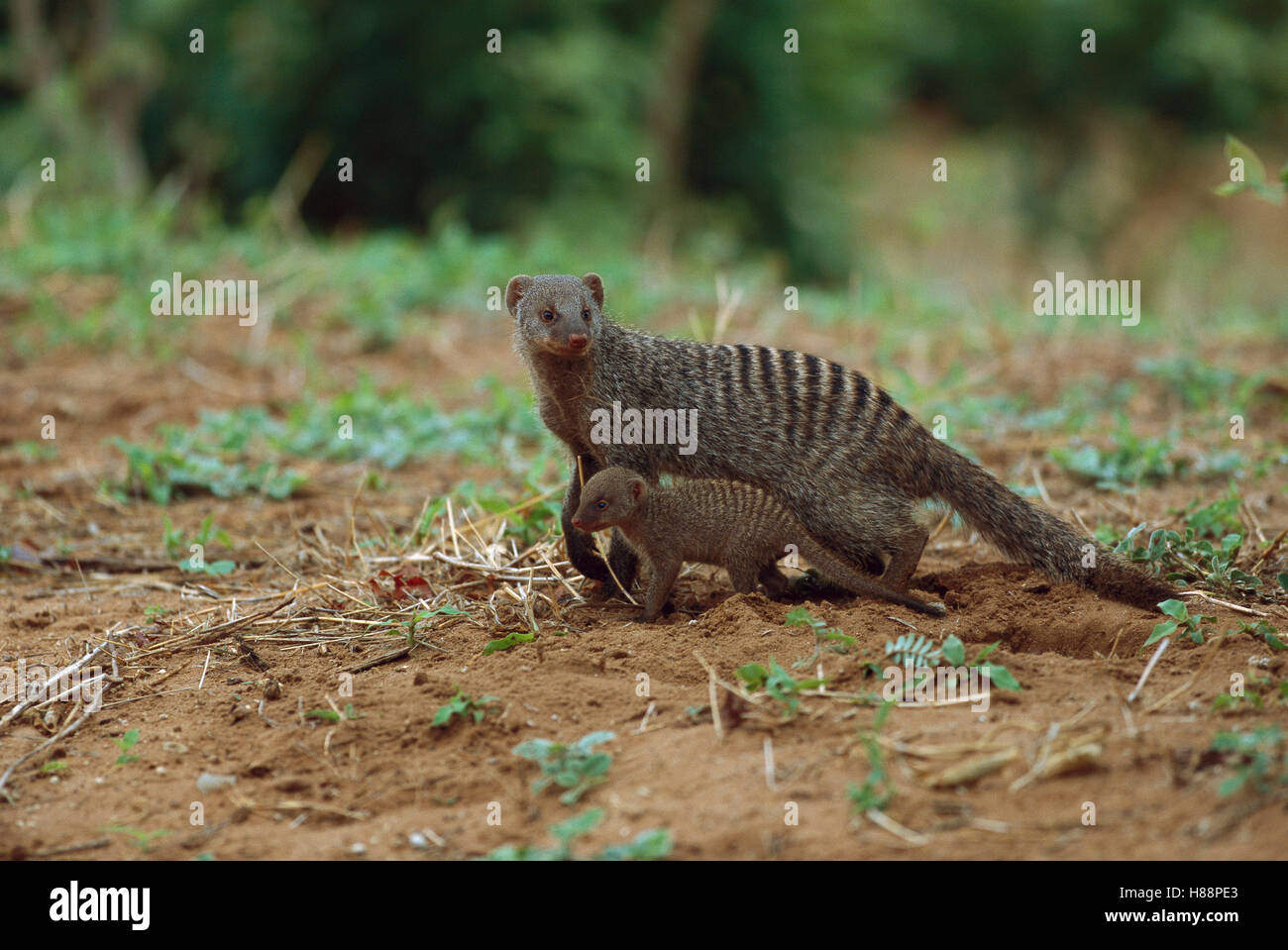Banded Mongoose (Mungos mungo) mother with baby, summer, Chobe National ...