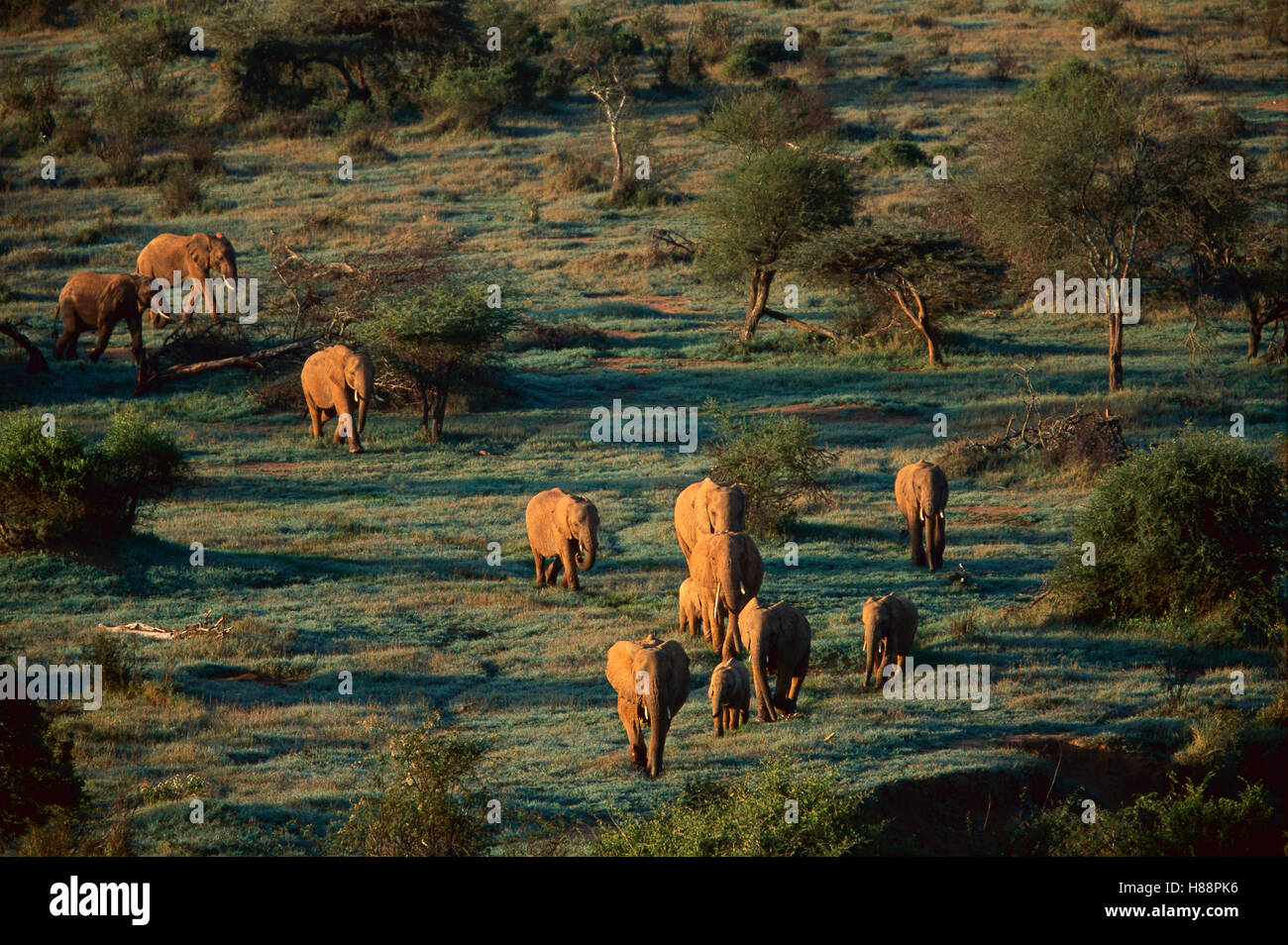 African Elephant (Loxodonta africana) herd walking through sparse ...