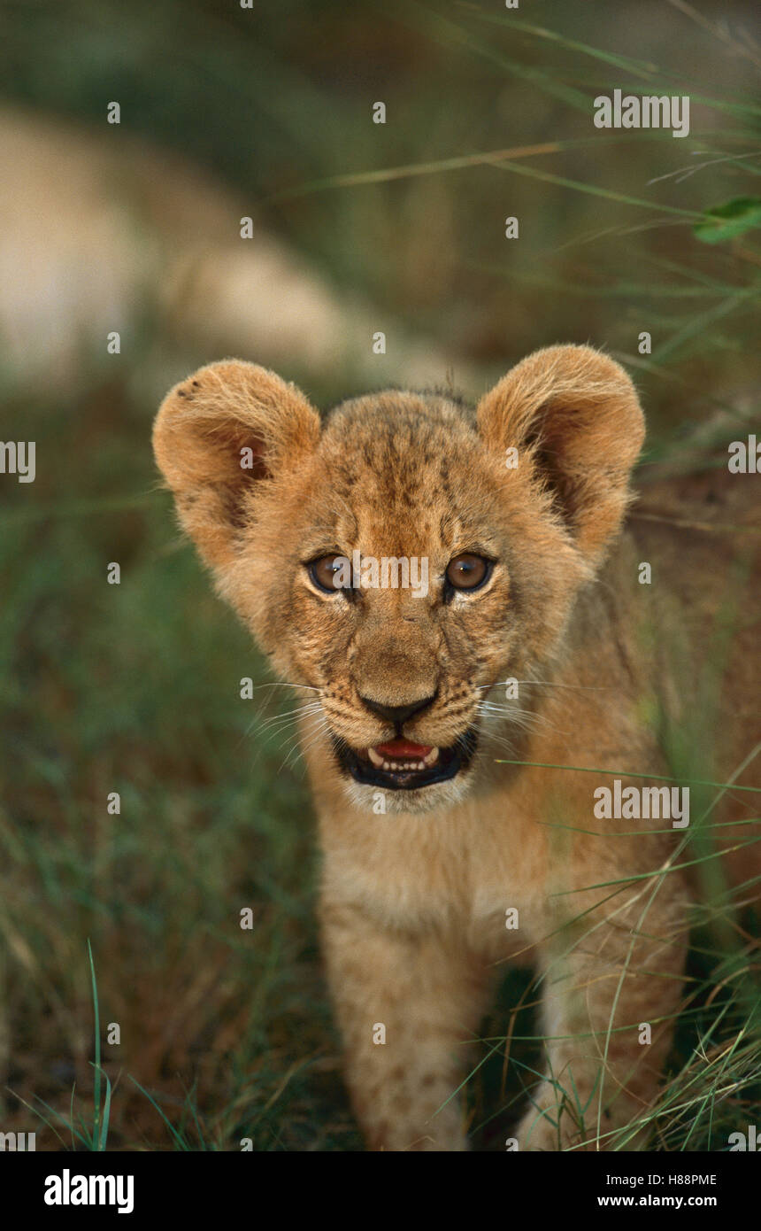 African Lion (Panthera leo) cub, Okavango Delta, Botswana Stock Photo ...