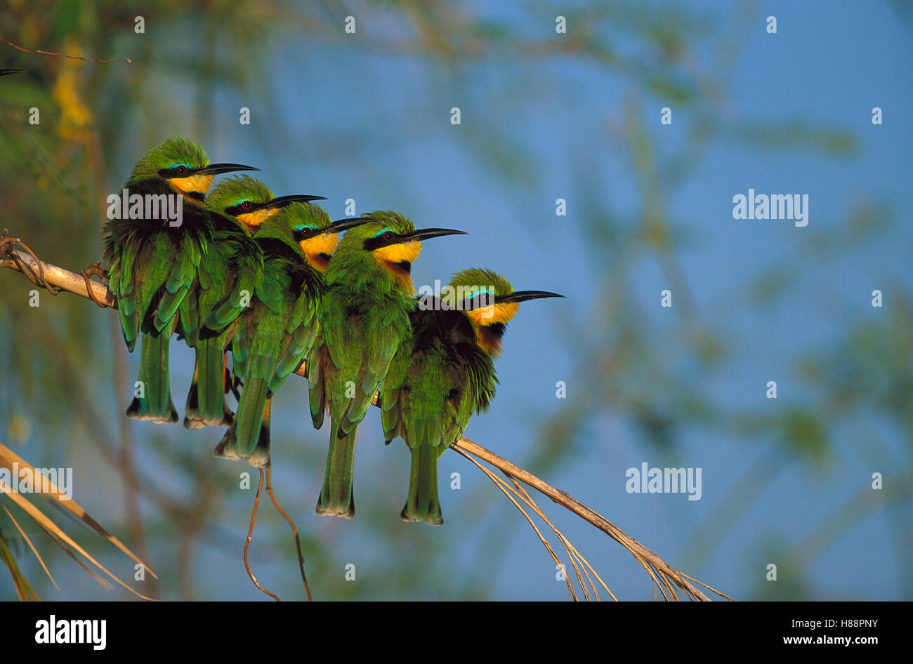 Little Bee-eater (Merops pusillus), Kasai Channel, Caprivi Strip ...