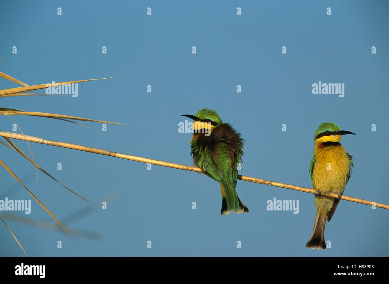 Little Bee-eater (Merops pusillus), Kasai Channel, Caprivi Strip ...