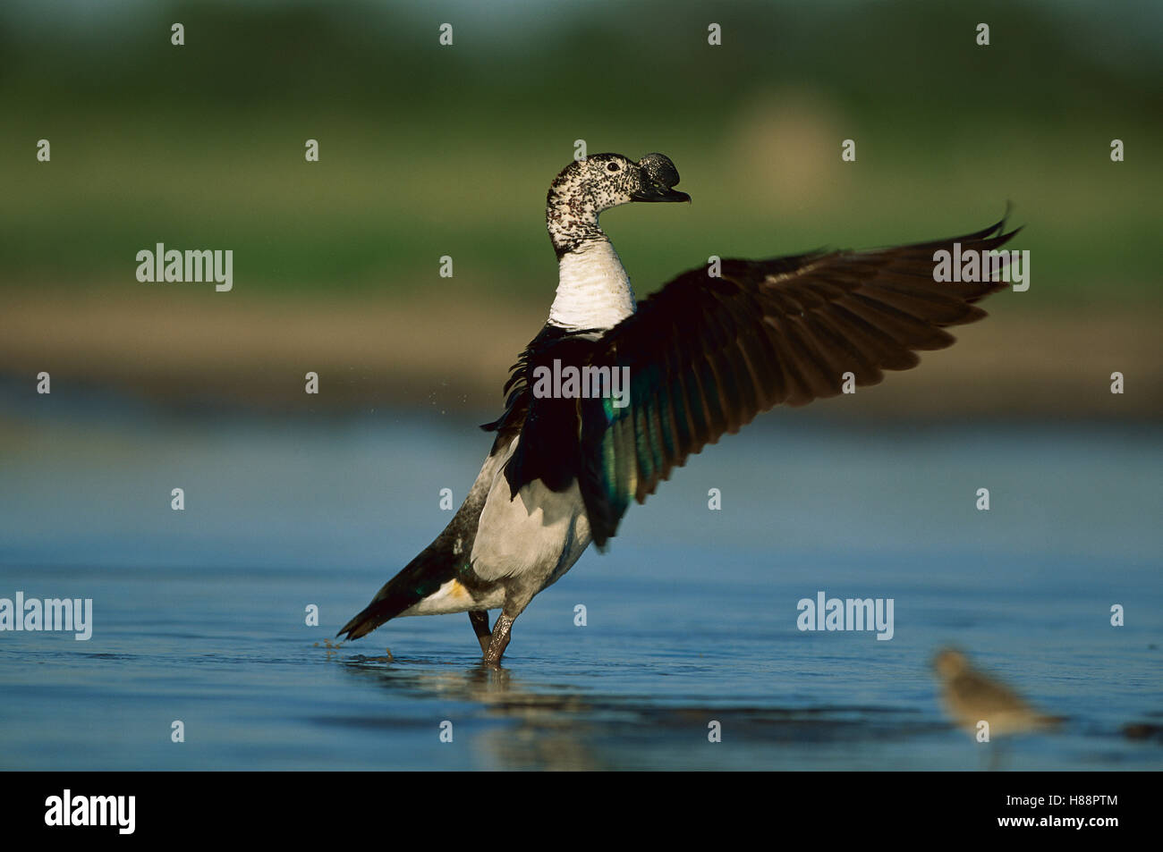 Comb Duck (Sarkidiornis melanotos) male taking flight, Savuti, Chobe ...