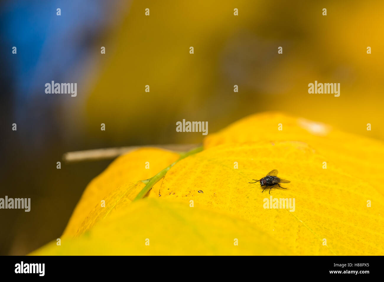 Insect sunbathing hi-res stock photography and images - Alamy