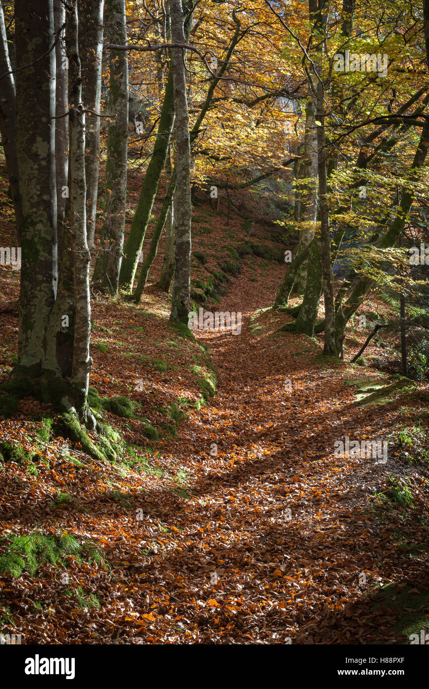 Burns Walk path through Forest at Glen Esk in Angus, Scotland Stock ...